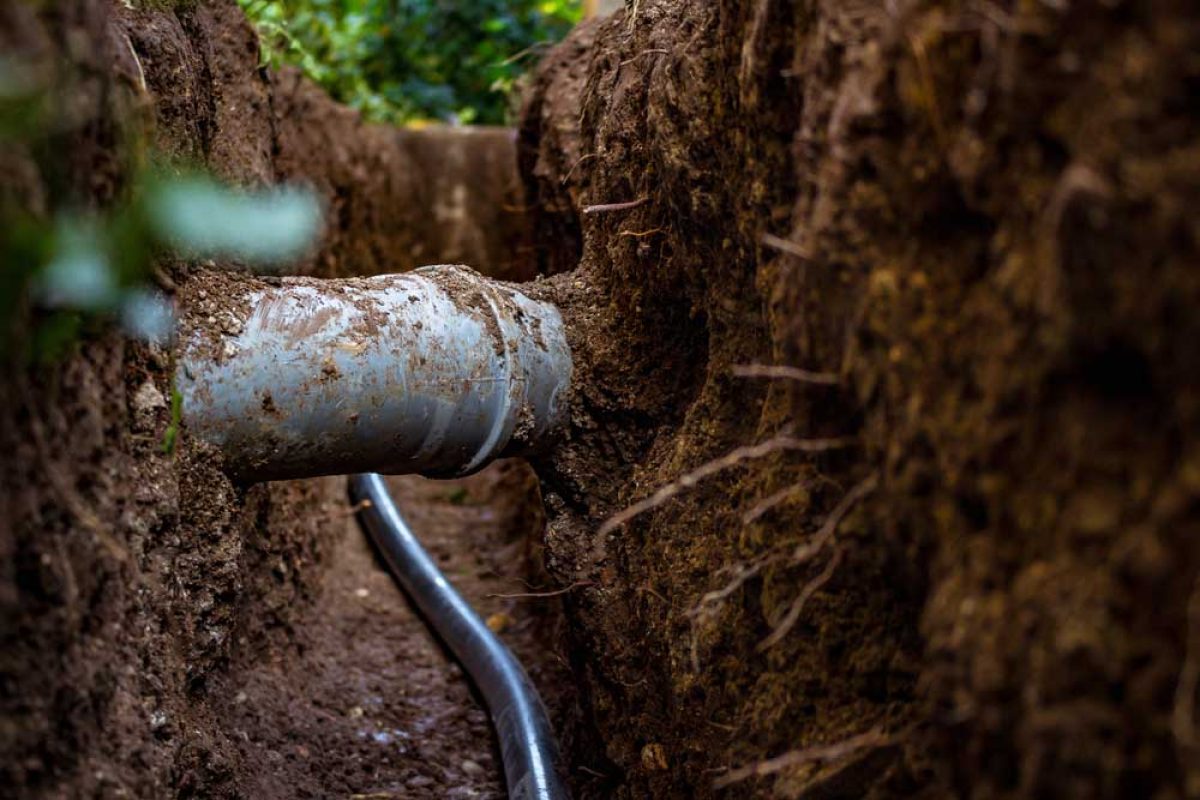 How to Deal with Tree Roots in Sewer Lines in Twin Falls? - Flyer Guide